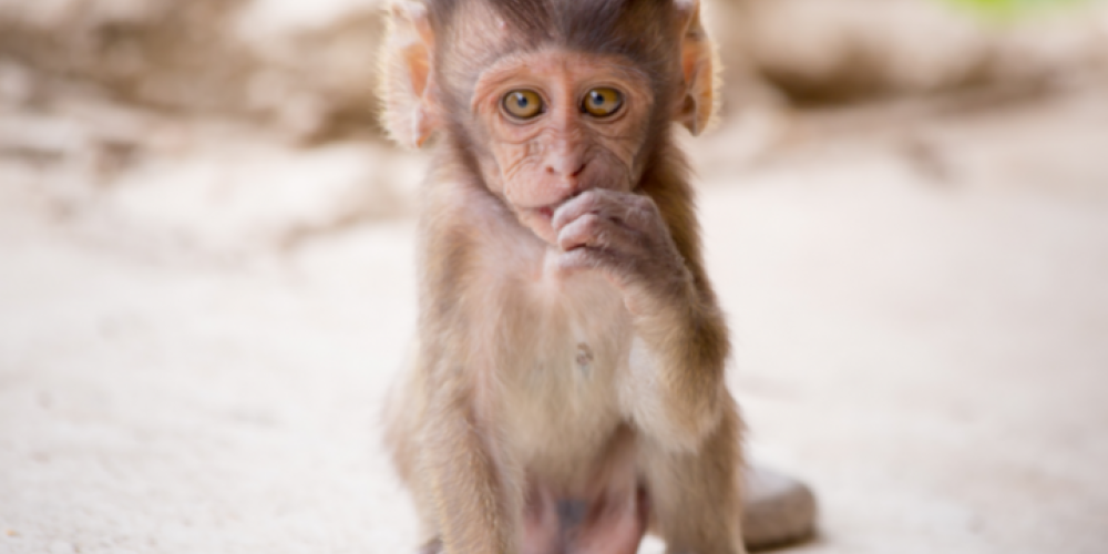 Baby monkey is first primate created using sperm from tissue | Vrije ...